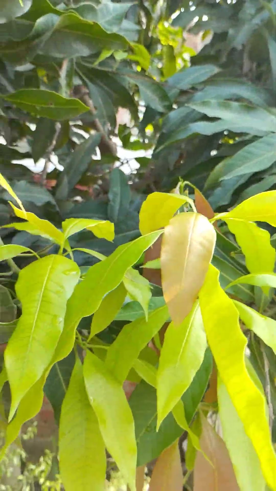 Mangotree Lovemango Shortsvideo Mango Tree In My Chhotu Sa Garden