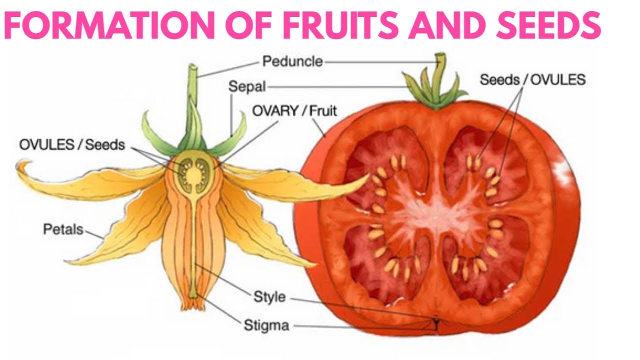 Formation Of Fruit And Seed Eduqode