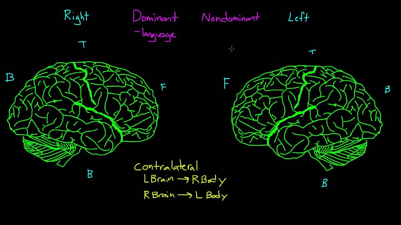 Hemispheric Differences And Hemispheric Dominance Youtube