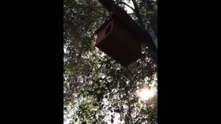 Barn Owl Nest Box Placement Woodworking Challenge