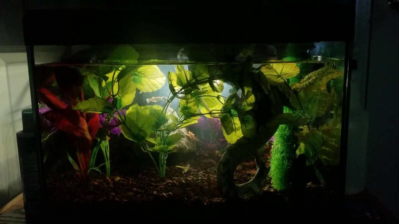 Interpet Submersible Led Review Youtube