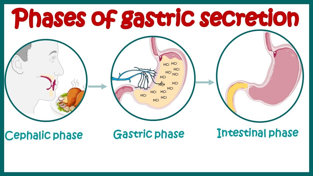 Gastric Regulation Master The 3 Phases Now Learnfast Blog