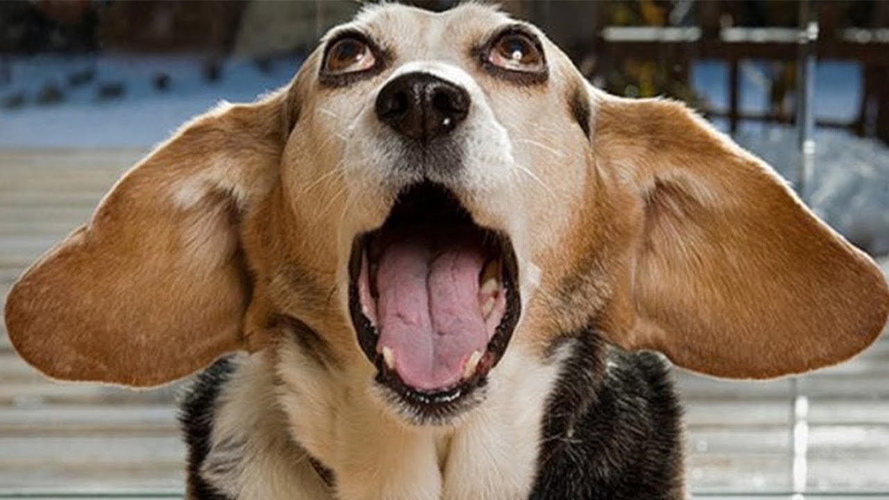 Funny Dogs Videos рџђ Try Not To Laung рџ ј Youtube