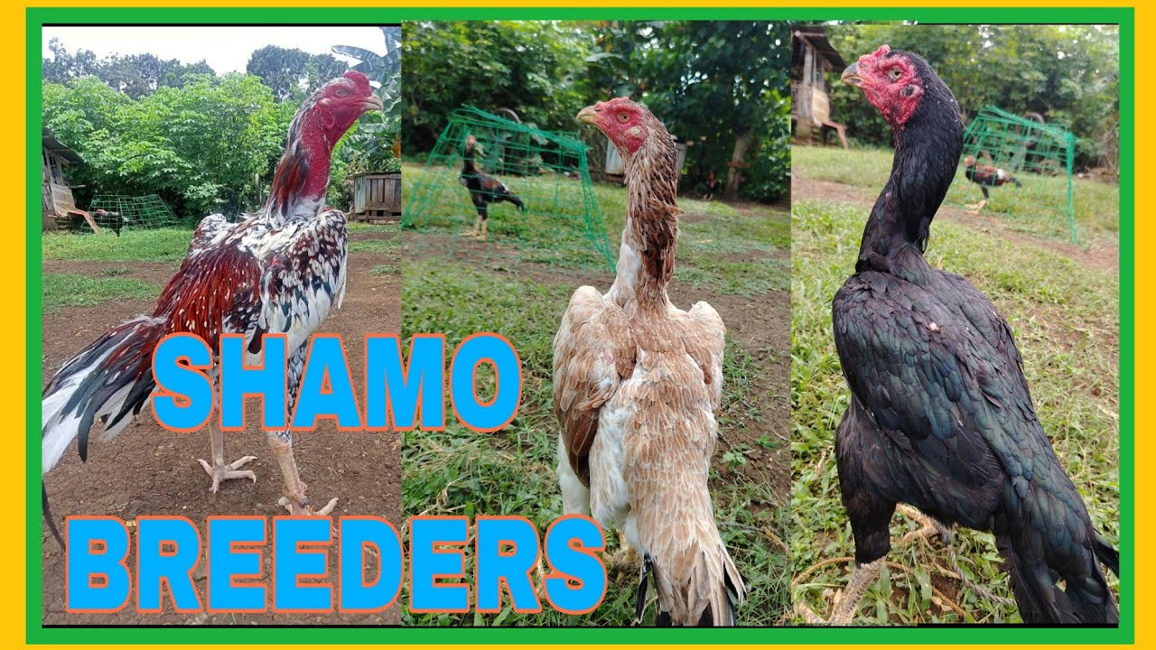 Breeding Time Youtube