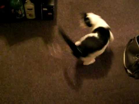 Panda Chasing His Tail Youtube