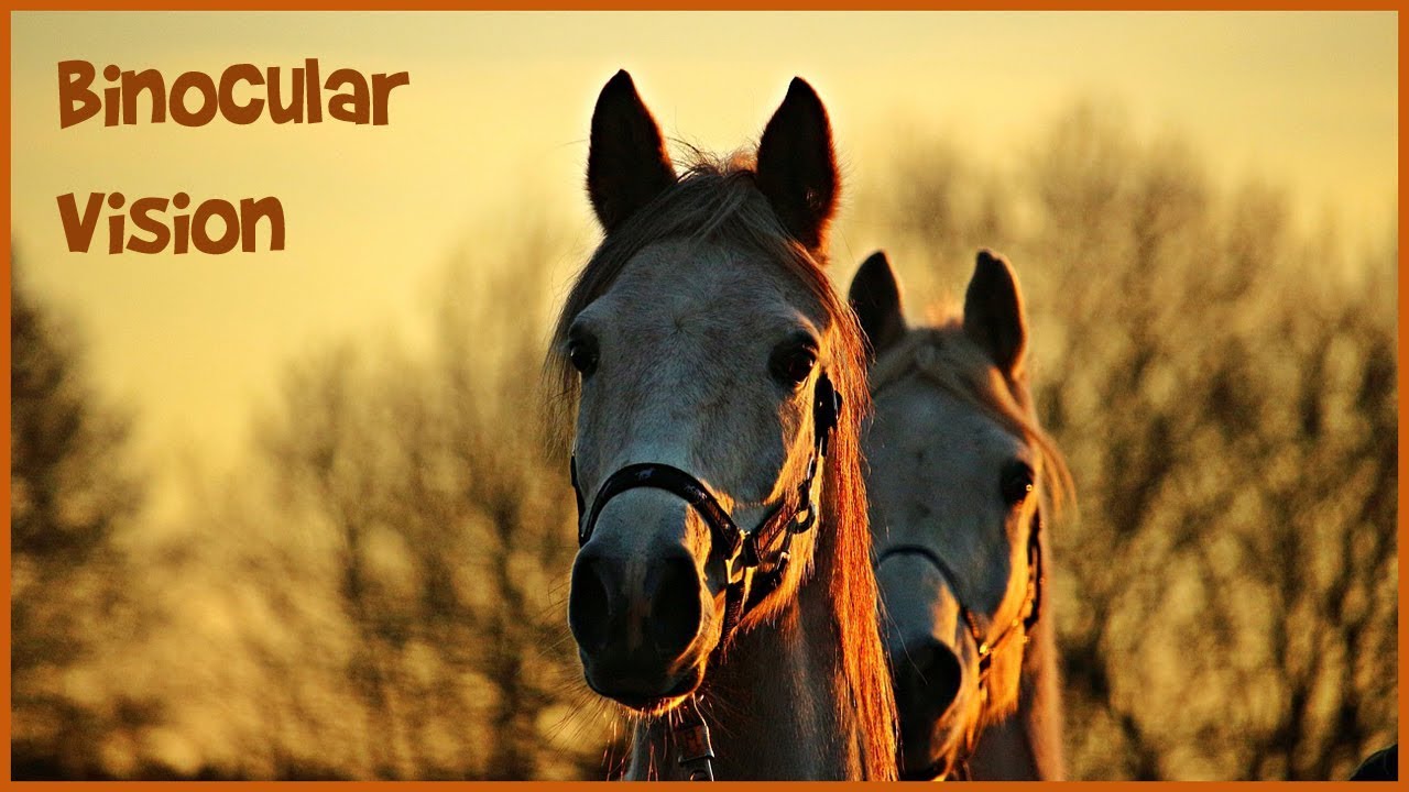 My Horses Whisper Binocular Vision Youtube