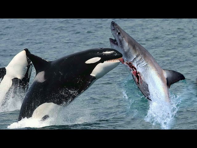 Killer Whale Eating Shark