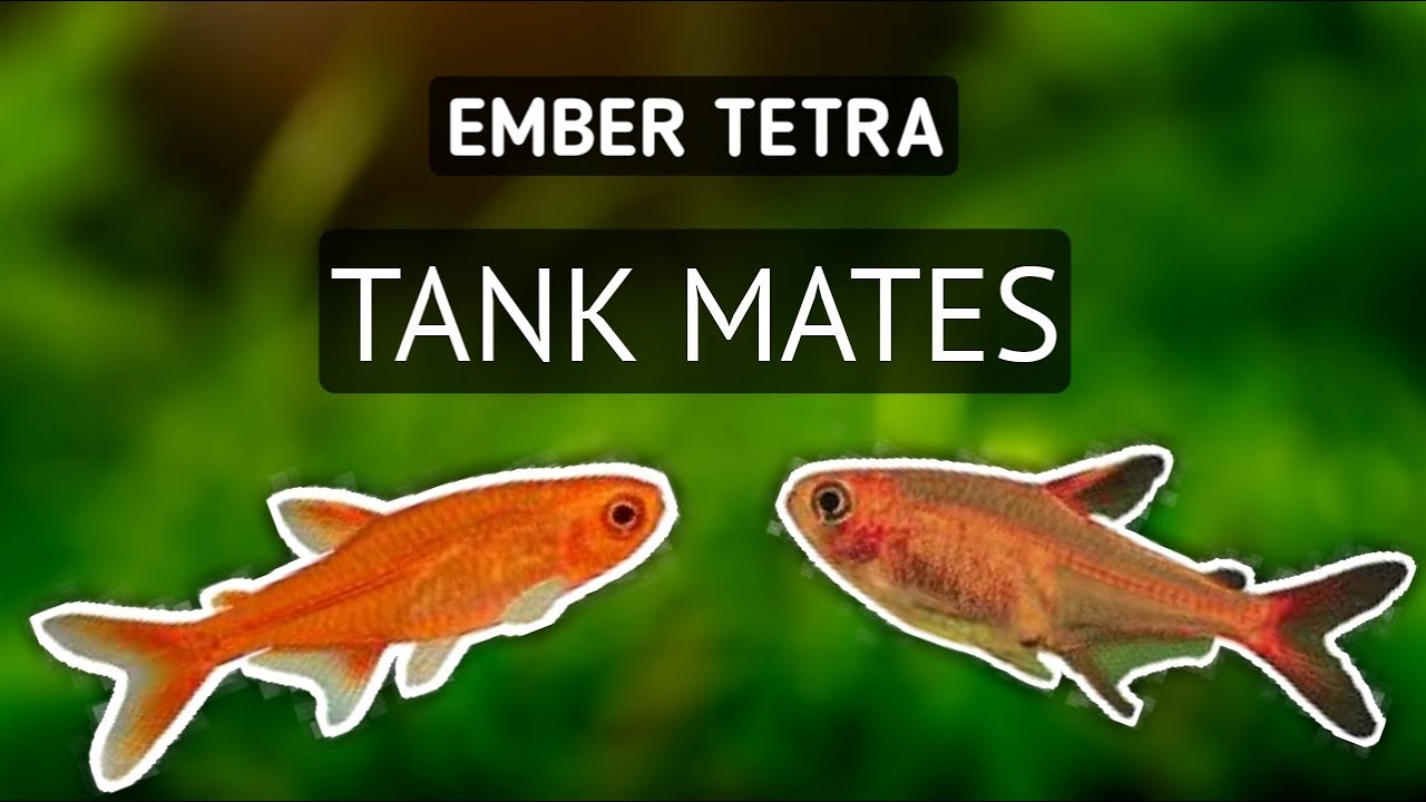 Best Tank Mates For Ember Tetras Ember Tetra Tank Mates Youtube