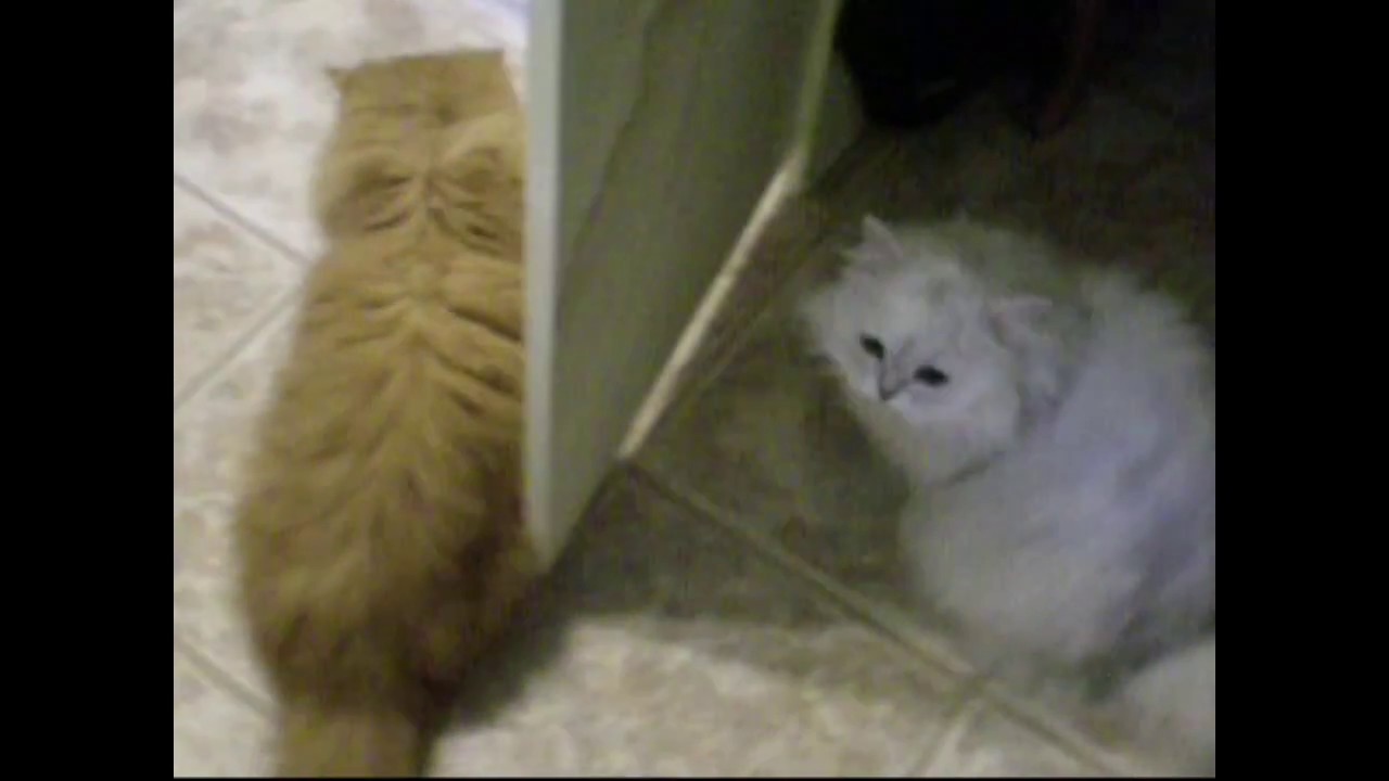 The Cat Burglar Youtube