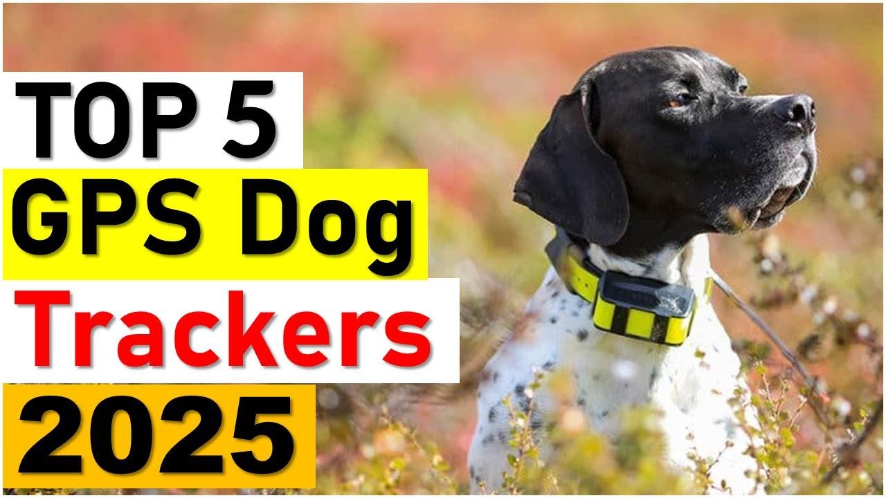 Top 5 Best Gps Dog Trackers In 2025 Youtube