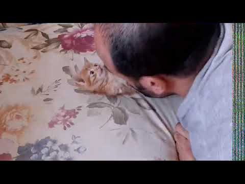 Herkül Büyüyor Youtube