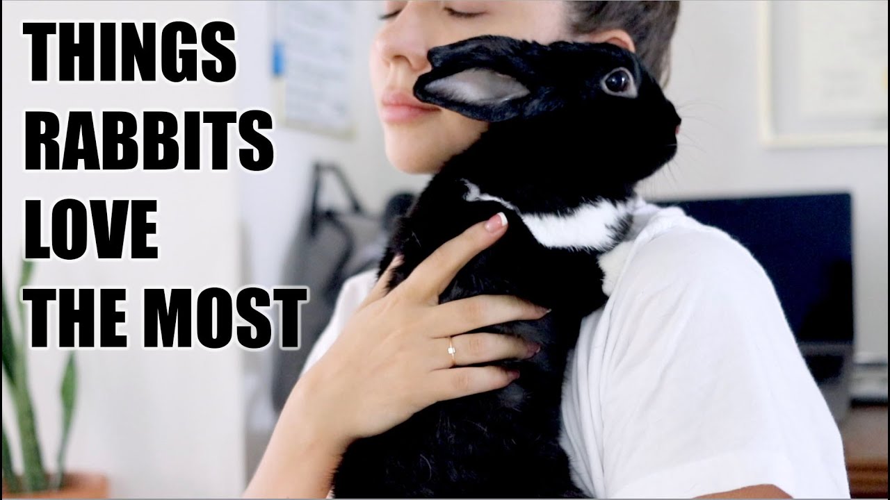 12 Things Rabbits Love The Most Competsport