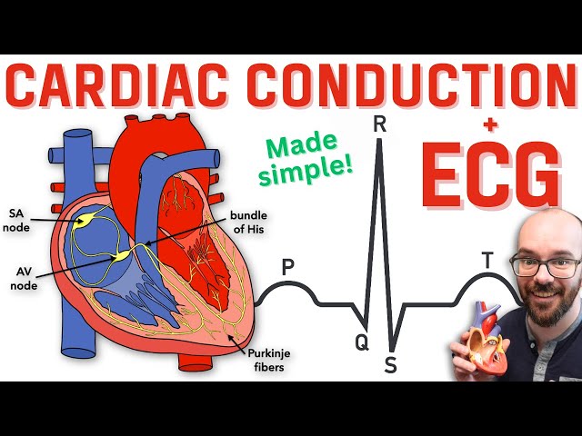 Cardiac Conduction System And Understanding Ecg Animation