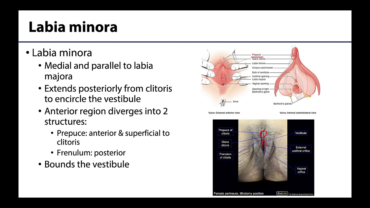 Anatomy Of Labia Majora Vulva Diagram Function Location Anatomy