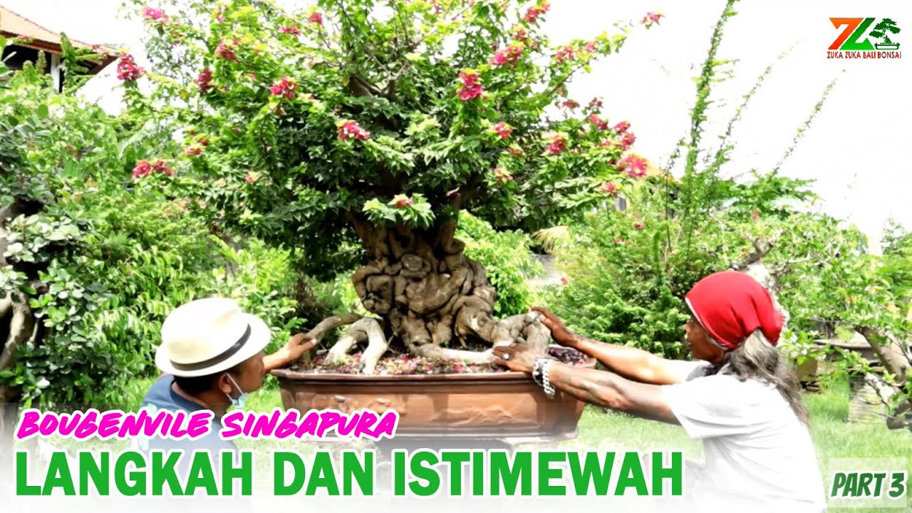 Langkah Dan Istimewah Bougenvile Youtube