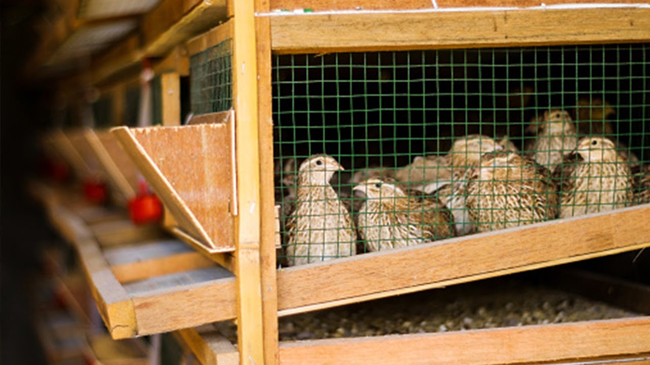 Diy Quail Cages For Egg Production At Natalie Murray Blog