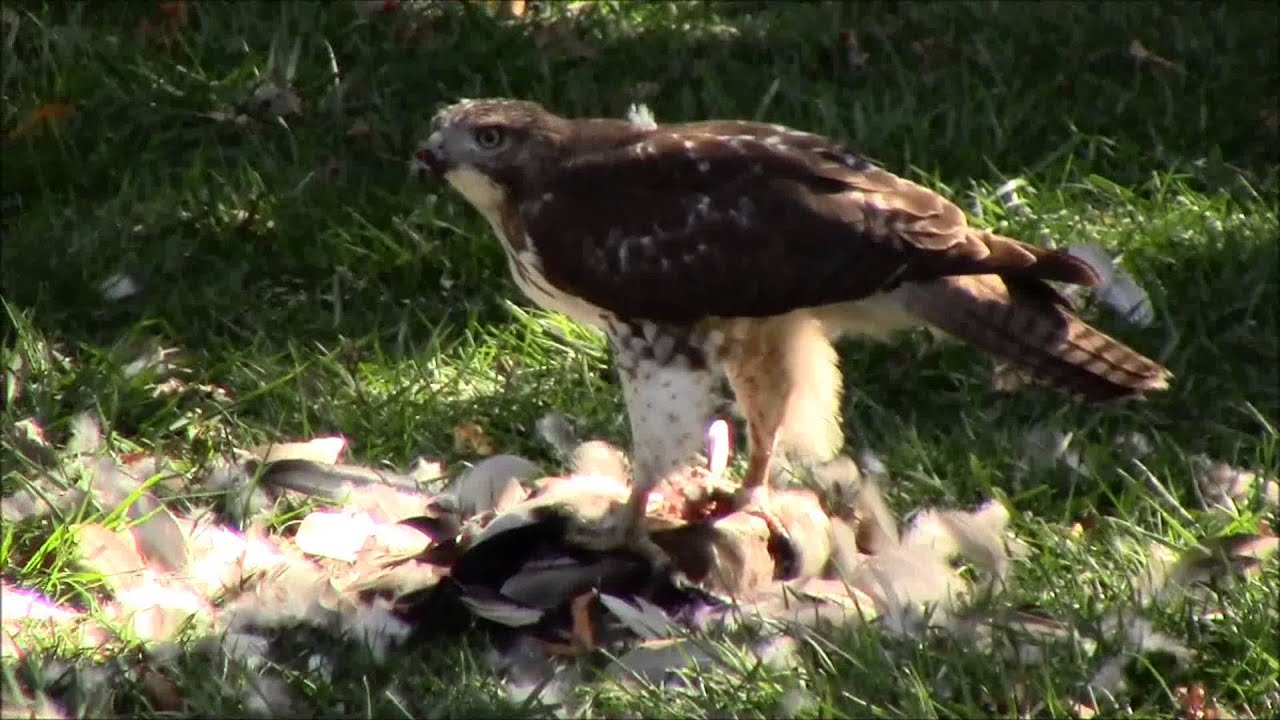 Red Tail Hawk Youtube