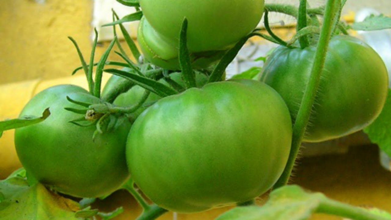 Como Preparar Tomatillos Verdes At Dorothea Manley Blog