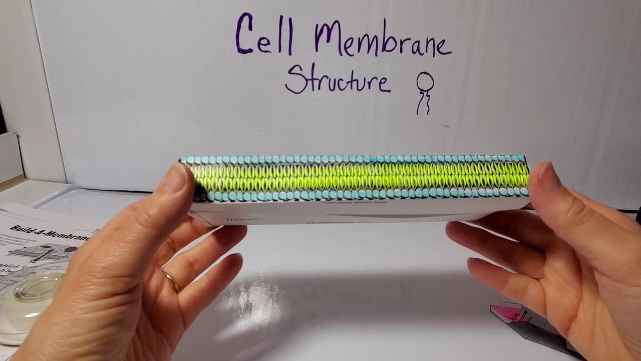 Ch 3 3 How To Build A Cell Membrane Model Youtube