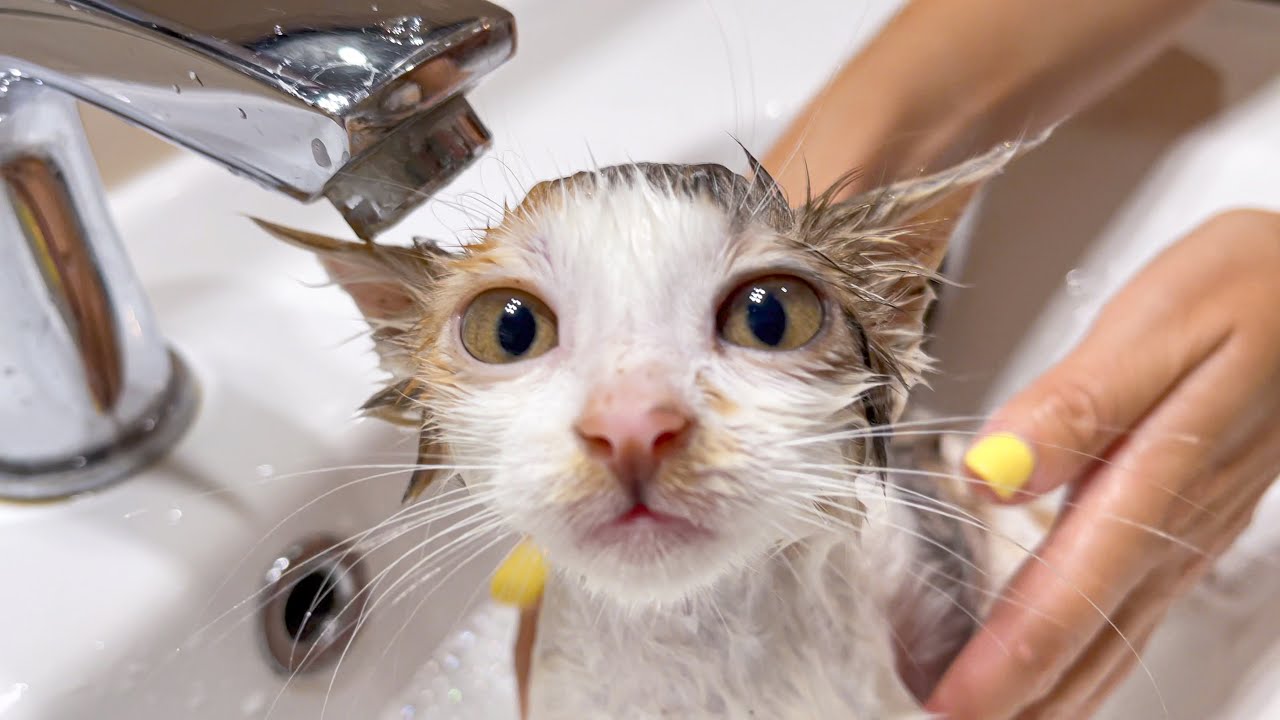 Baby Kitten Bathing For The First Time Youtube