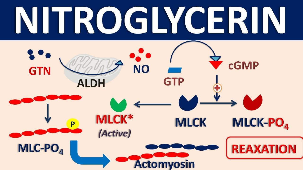 Mechanism Of Action Of Nitroglycerin Tomp