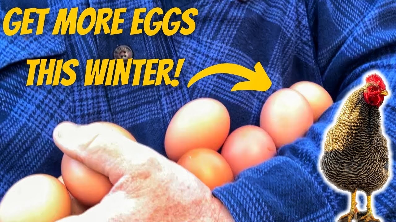 3 Ways To Get More Eggs From Your Chickens This Winter Youtube