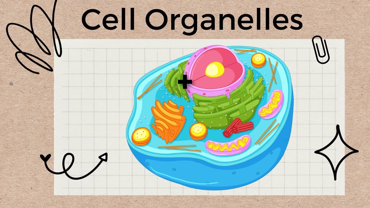 Cell Organelles Explained Your Free Worksheet For Biology
