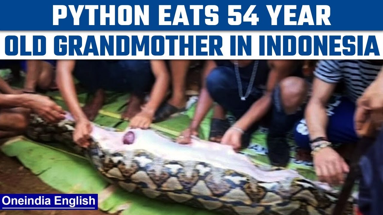 Python Eating Human Video