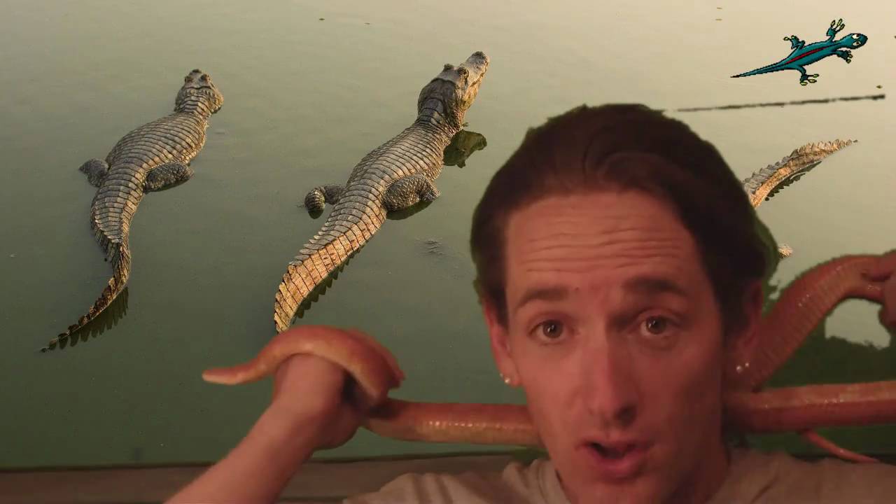 Reptile News Burmese Python Attack Youtube