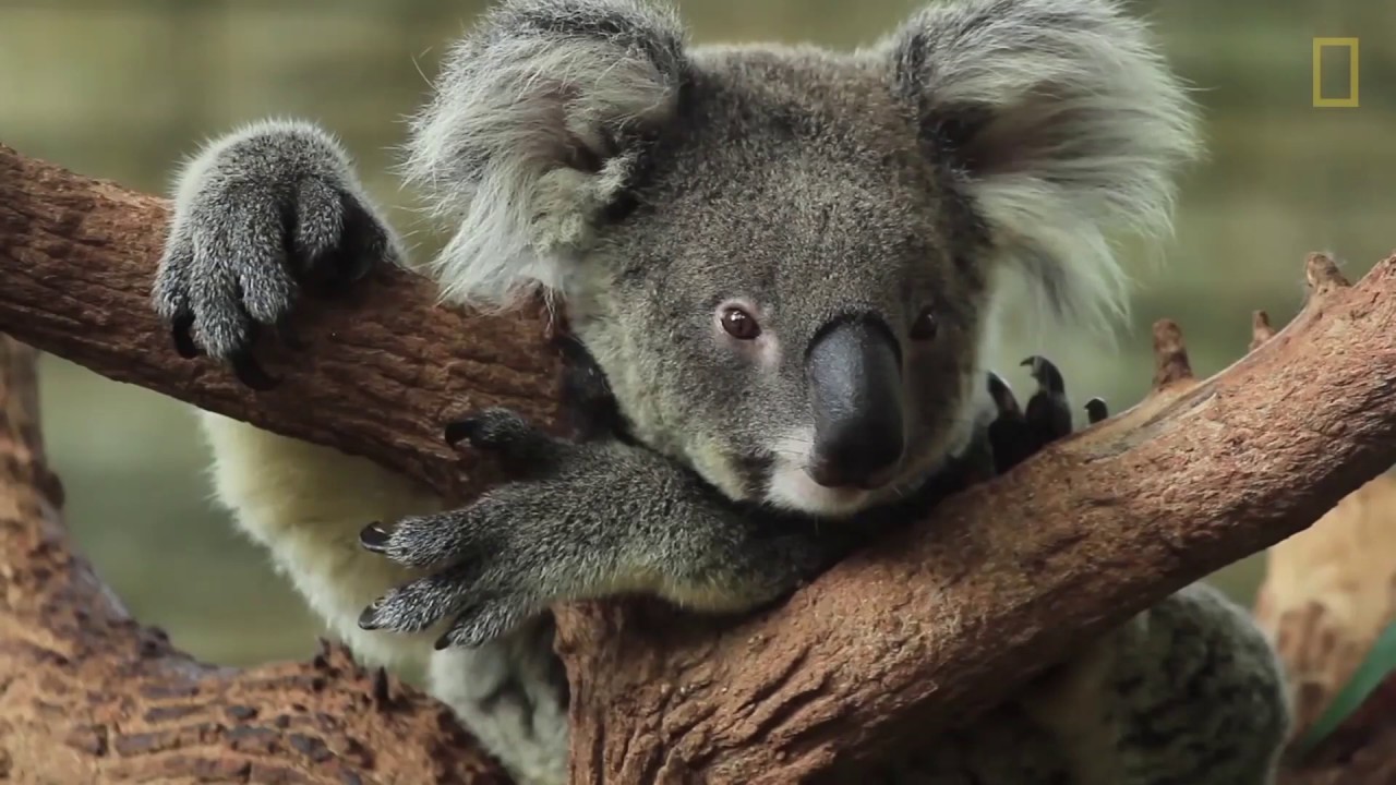 Koalas 101 Nat Geo Wild Viet Sub Vietnamese Subtitle Youtube