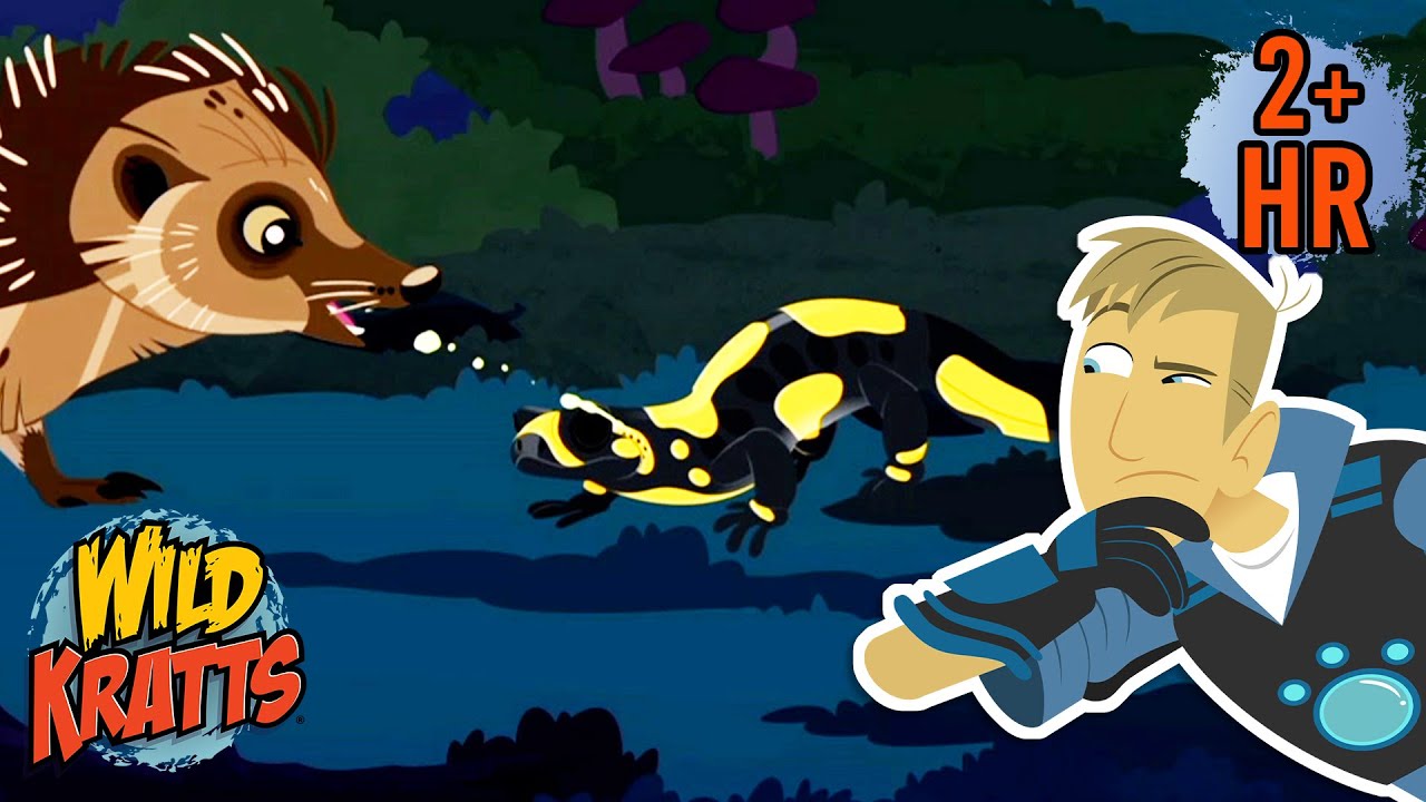 Fire Salamander Vs Hedgehog Creature Combat Animals For Kids Wild