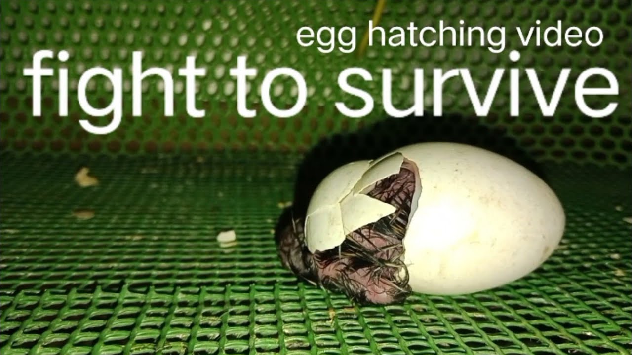 How Do Eggs Hatch Egg Hatching Video Krishakdada Youtube