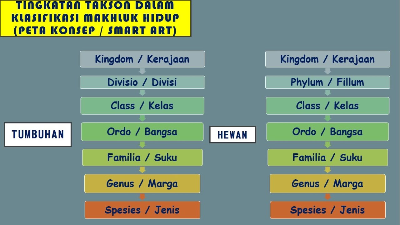 Urutan Tingkatan Takson Dalam Klasfikasi Makhluk Hidup