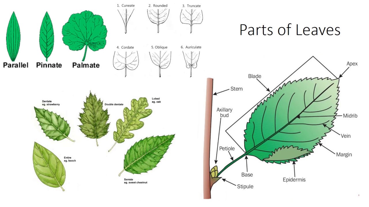 Plant Anatomy And Morphology