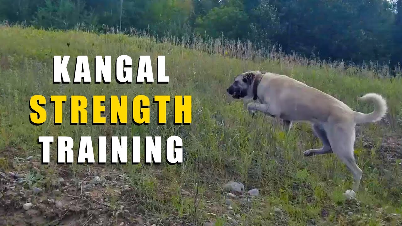 Kangal Strength Training Turkish Kangal Dog 10 Month Old Kangal