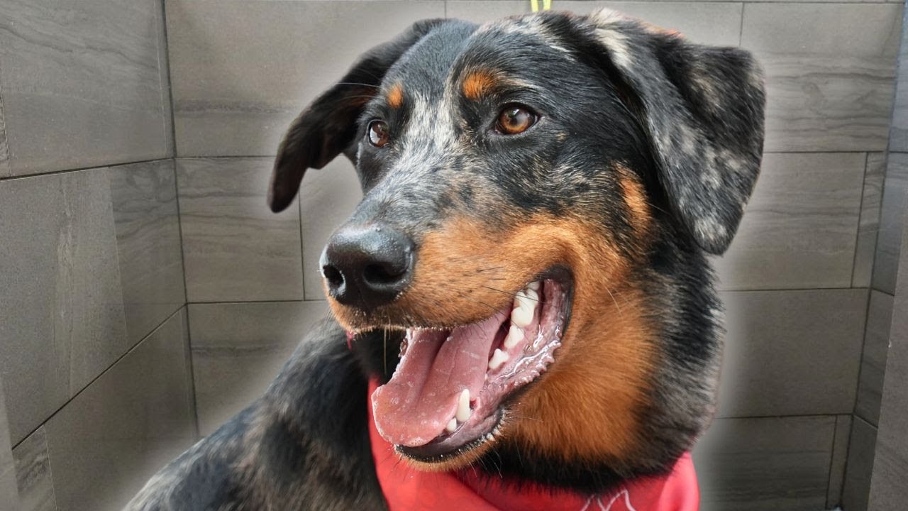 A Dog You Didn T Know Existed Beauceron Youtube