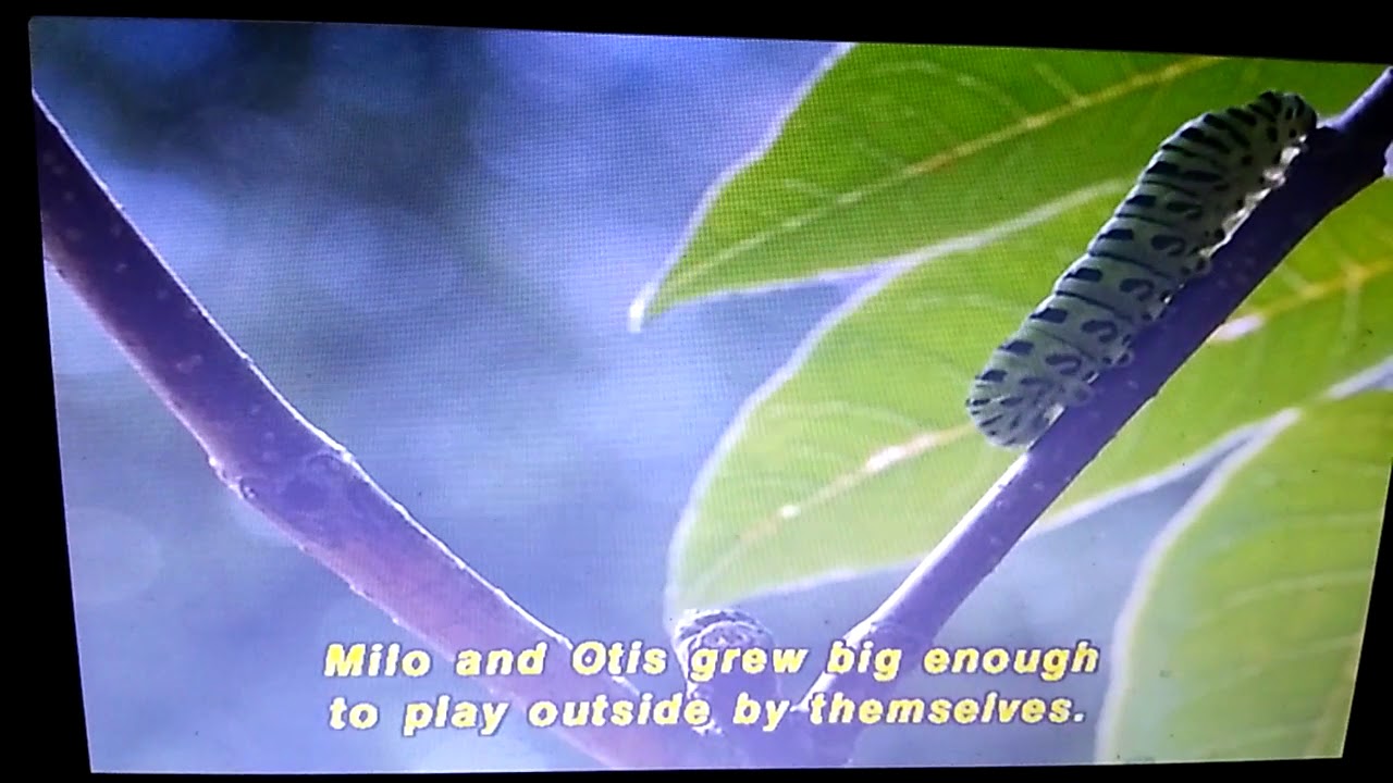 Milo And Otis Quotes L C460b1787e714da4847018abd692fb25 Bianca