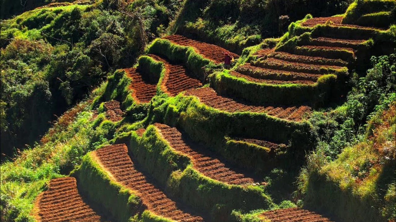 Step Farming On Mountains Terrace Farming On Mountains In Nainital