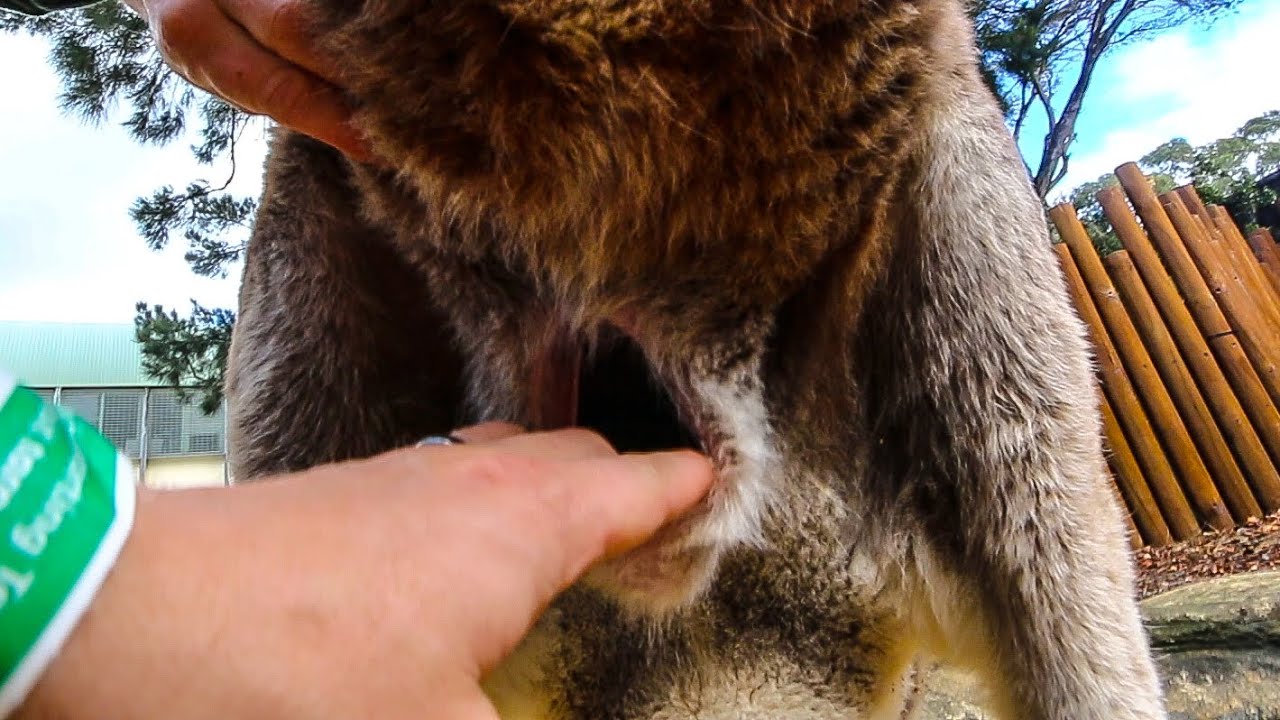 Inside A Kangaroo Pouch Smarter Every Day 139 Youtube
