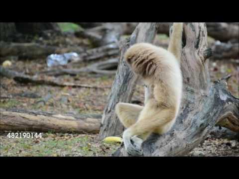 world animals remake otter music video - VidoEmo - Emotional Video Unity