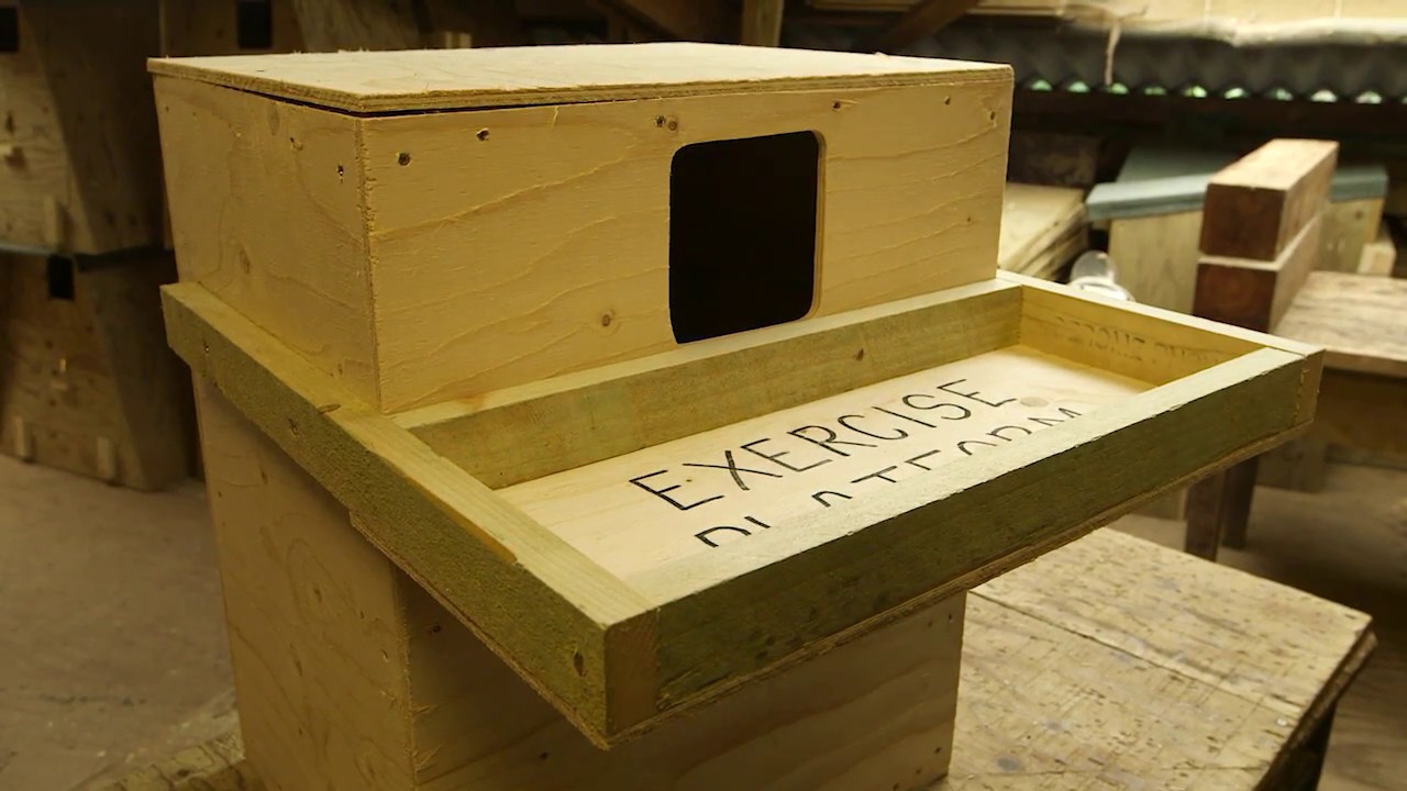 How To Build A Barn Owl Box Infoupdate Org