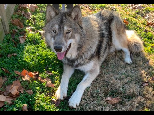 Mid Content Wolfdog