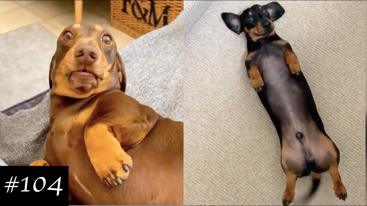 Dachshund Compilation Funny And Cute Videos Youtube
