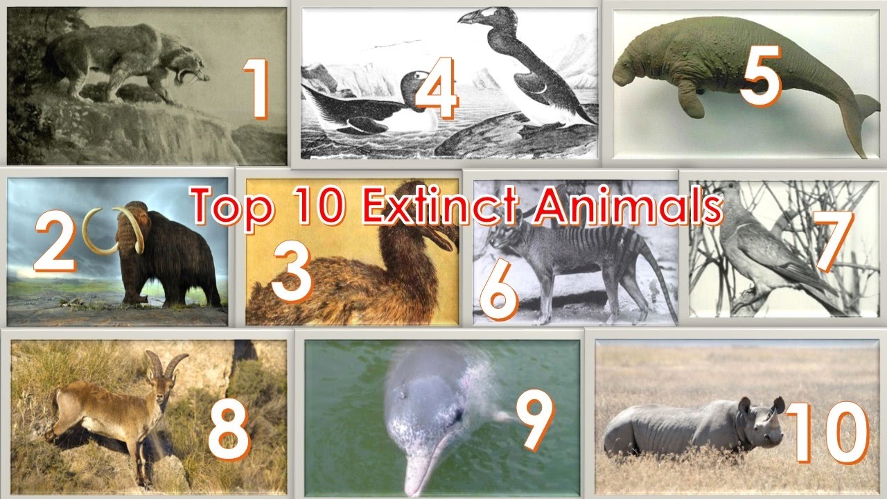 Top 10 Extinct Animals Top 10 Extinct Animals In The World Youtube