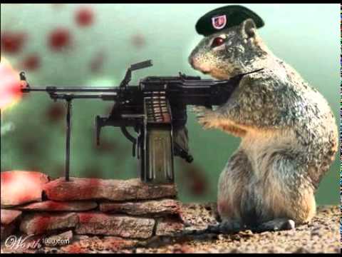 Squirrels Guns Youtube