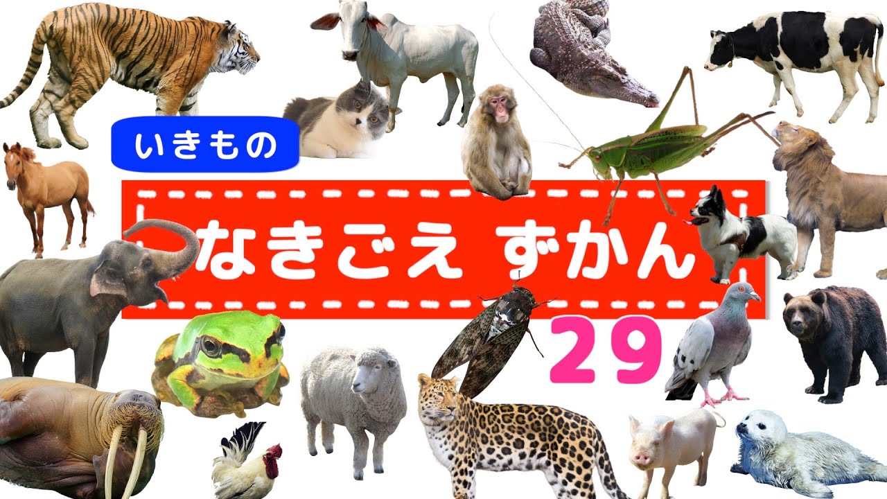 動物の鳴き声 いきもの鳴き声図鑑 昆虫 海の生き物 動物園にいる動物達の鳴き声を聞いてみよう Asmr ライオン ぞう トラ セミ 犬 猫