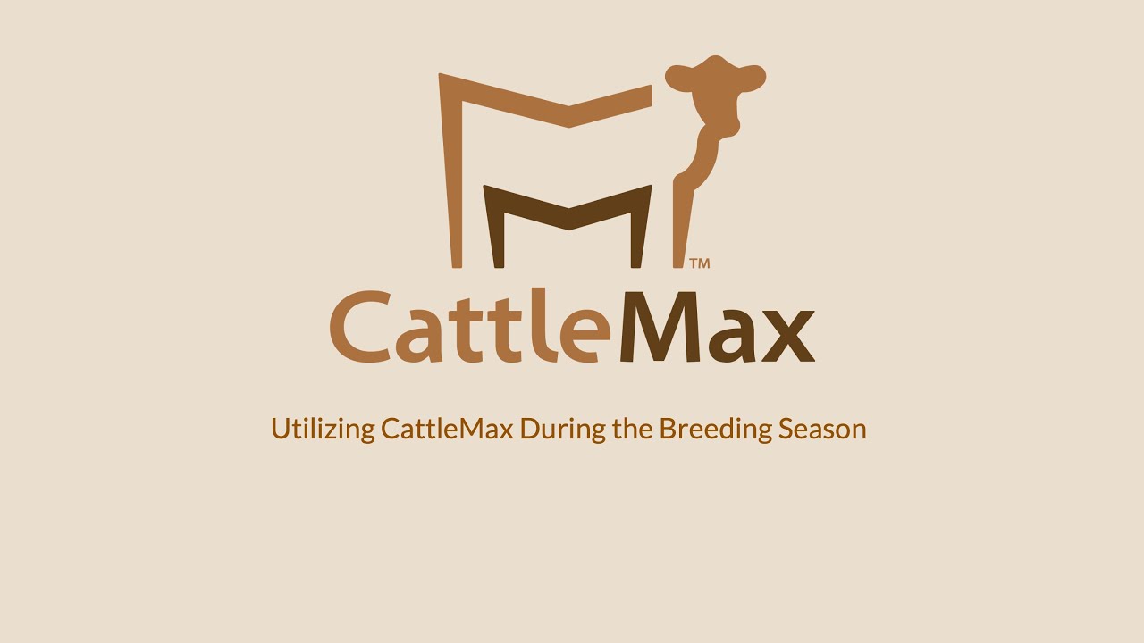 Utilizing Cattlemax During Breeding Season Youtube