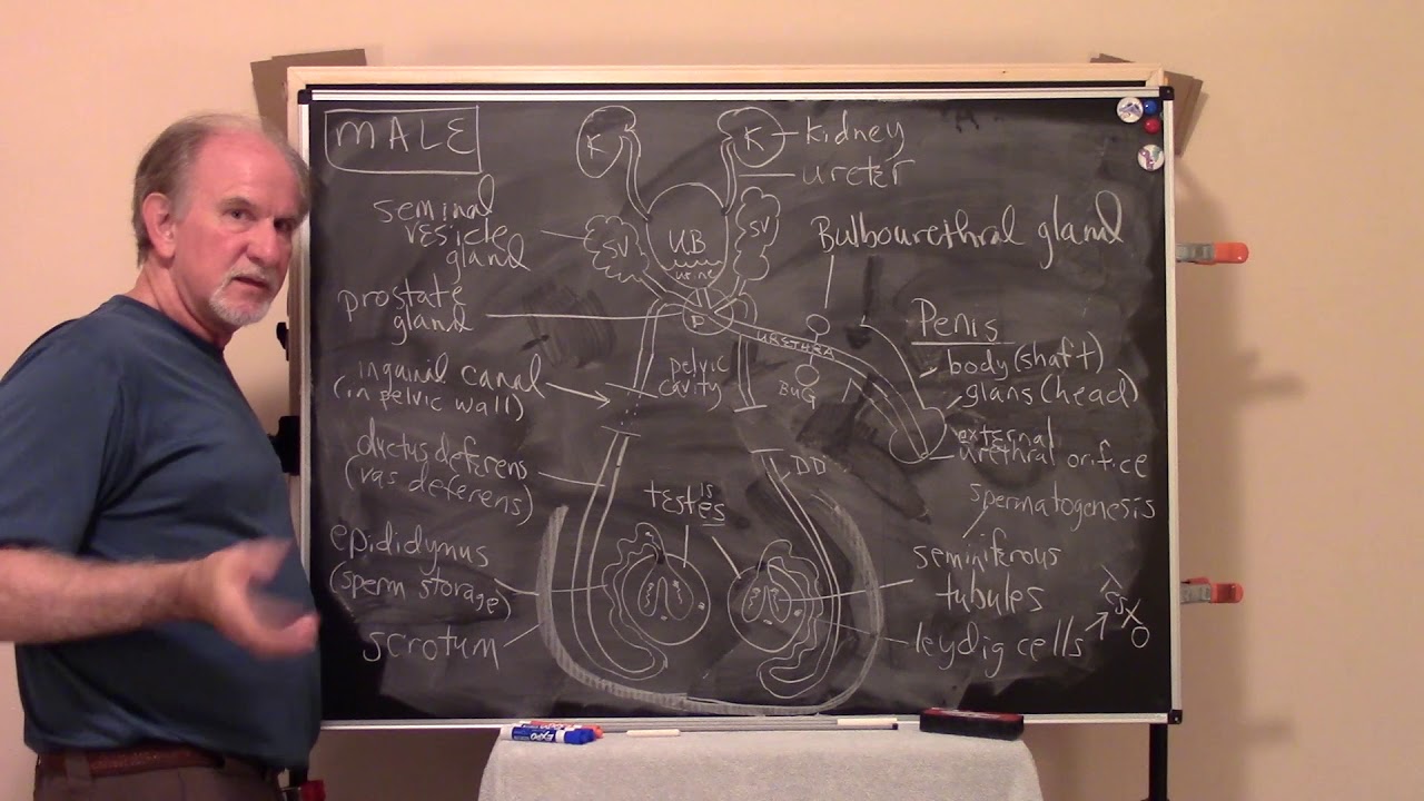 Male Reproductive Anatomy Youtube