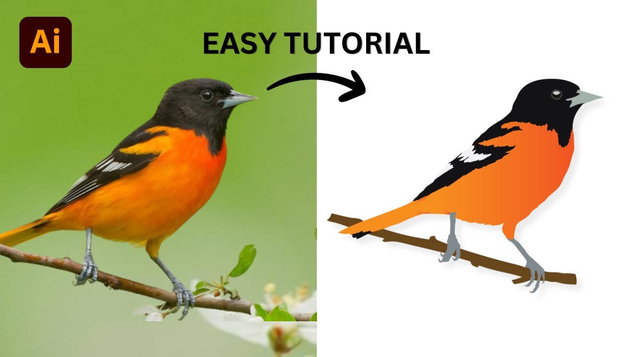 Adobe Illustrator Tutorial How To Draw Oriole Bird Vector