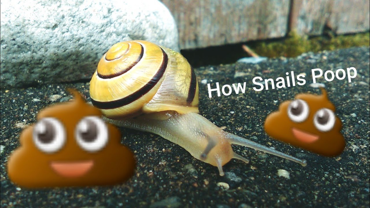 How Snails Poop Youtube
